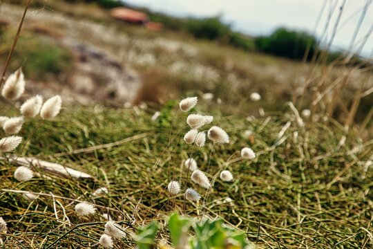 Flauschige Images – Browse 624 Stock Photos, Vectors, and Video | Adobe ...