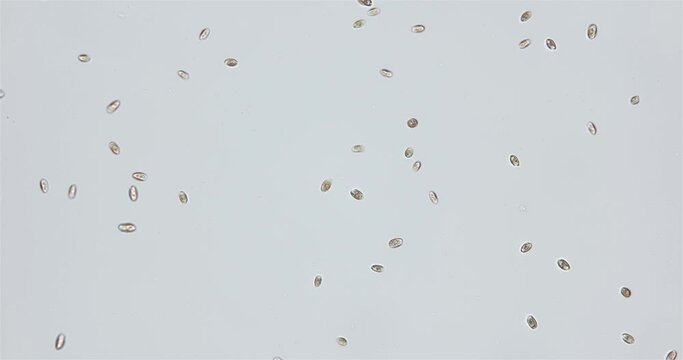 "Vegetative Reproduction" Images – Browse 2,079 Stock Photos, Vectors ...