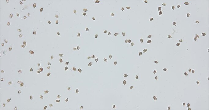 "Vegetative Reproduction" Images – Browse 1,878 Stock Photos, Vectors ...