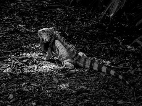 รูปภาพAcrodonta – เลือกดูภาพถ่ายสต็อก เวกเตอร์ และวิดีโอ11,557 | Adobe ...