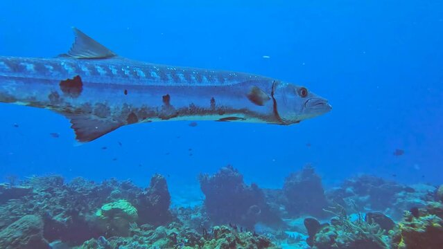 Barracuda Reef Cozumel