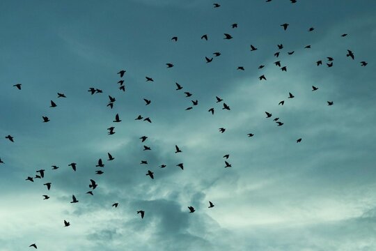 Imágenes de Flock: descubre bancos de fotos, ilustraciones, vectores y ...