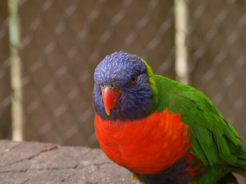 Imágenes de Lorito: descubre bancos de fotos, ilustraciones, vectores y ...