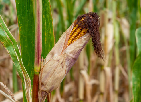 "Maize Ear" Images – Browse 221 Stock Photos, Vectors, and Video ...