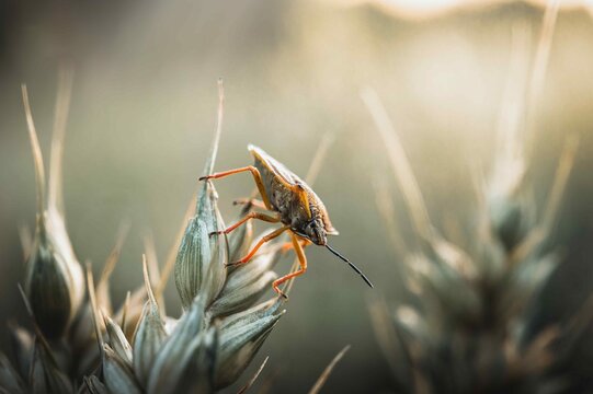 รูปภาพMoskito – เลือกดูภาพถ่ายสต็อก เวกเตอร์ และวิดีโอ2,809 | Adobe Stock