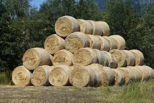 "Ballots De Paille" Images – Browse 237 Stock Photos, Vectors, and ...