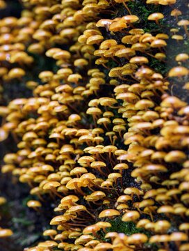 「Xeromphalina」の写真素材 | 83件の無料イラスト画像 | Adobe Stock