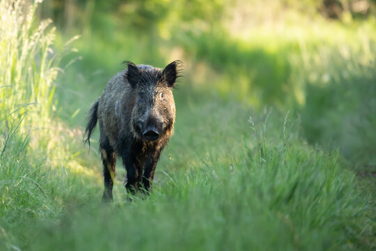 Obrazy (Dzik) — zdjęcia, wektory i wideo bez tantiem (1,557) | Adobe Stock
