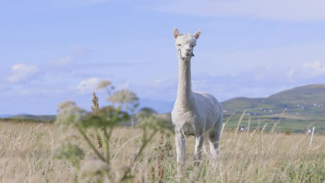 Alpacas Video Footage – Browse 3,962 HD Stock Video and Footage | Adobe ...