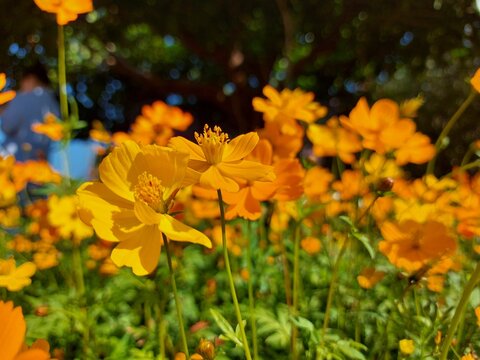 "Yellow Cosmos" Images – Browse 10,467 Stock Photos, Vectors, and Video ...