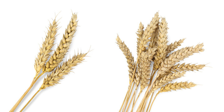 Millets Banner Images – Browse 637 Stock Photos, Vectors, and Video ...