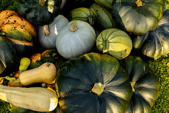 Cucurbitaceae Family