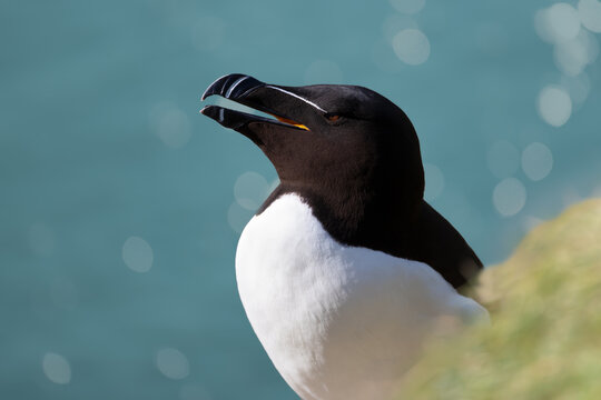 Razorbill Bilder – Durchsuchen 2,545 Archivfotos, Vektorgrafiken und ...