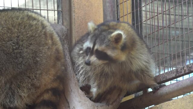 Obrázky Meek – procházejte fotografie, vektory a videa 75,141 | Adobe Stock