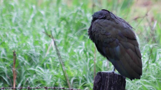 Corocoro Imagens – Procure 186 fotos, vetores e vídeos | Adobe Stock