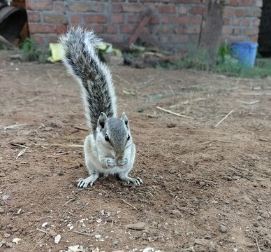 รูปภาพGilhari – เลือกดูภาพถ่ายสต็อก เวกเตอร์ และวิดีโอ9 | Adobe Stock