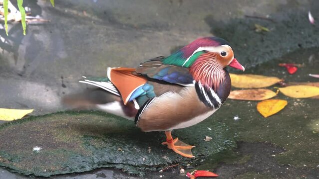 Waddle Images – Browse 7,187 Stock Photos, Vectors, and Video | Adobe Stock