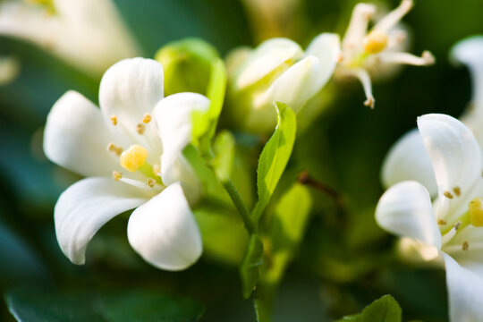 "Murraya Paniculata" Imagens – Procure 1,518 fotos, vetores e vídeos ...