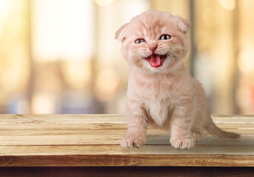 Imágenes de Felinos: descubre bancos de fotos, ilustraciones, vectores ...