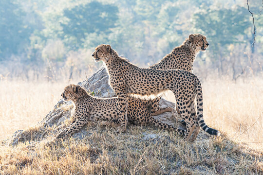 รูปภาพGeparden – เลือกดูภาพถ่ายสต็อก เวกเตอร์ และวิดีโอ520 | Adobe Stock