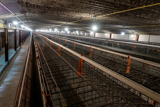 รูปภาพ"Chicken Cage" – เลือกดูภาพถ่ายสต็อก เวกเตอร์ และวิดีโอ299 ...