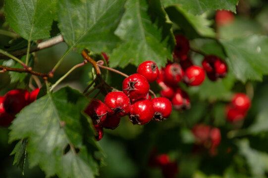 Spiceberry Bilder – Durchsuchen 2,902 Archivfotos, Vektorgrafiken und ...