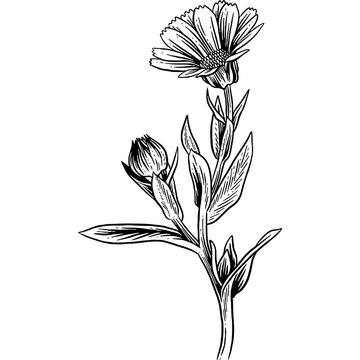 Calendula Flower Drawing