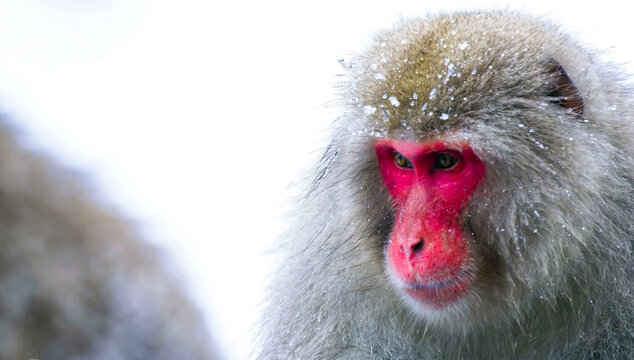 Japanmakak Bilder – Durchsuchen 43,939 Archivfotos, Vektorgrafiken und ...