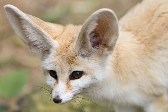 Imágenes de "Fennec Fox": descubre bancos de fotos, ilustraciones ...