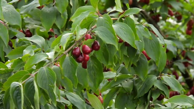 Dogberry-Tree Images – Browse 298 Stock Photos, Vectors, and Video ...