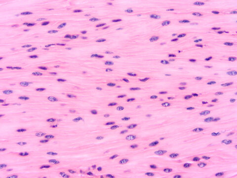 Cartilage Tissue Slides