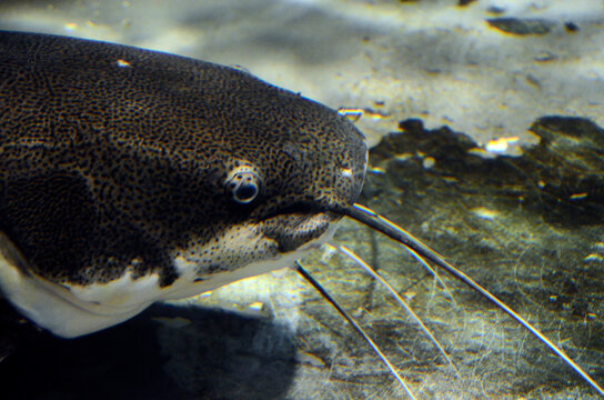 รูปภาพPirarara – เลือกดูภาพถ่ายสต็อก เวกเตอร์ และวิดีโอ429 | Adobe Stock