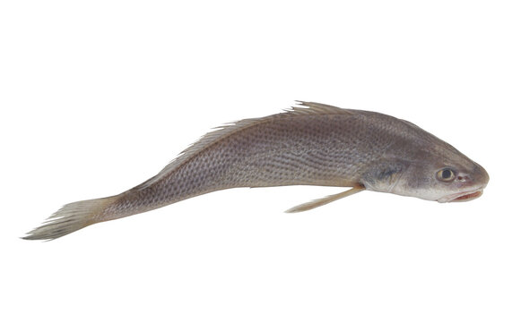 Jewfish Bilder – Durchsuchen 254 Archivfotos, Vektorgrafiken und Videos ...