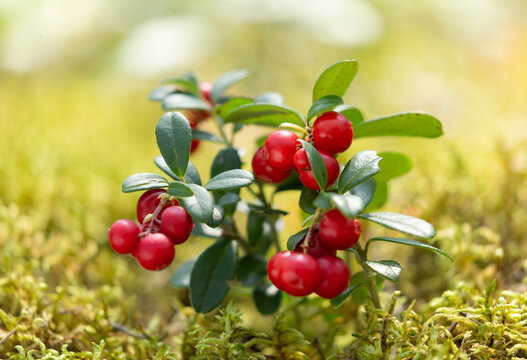 รูปภาพFoxberry – เลือกดูภาพถ่ายสต็อก เวกเตอร์ และวิดีโอ84,992 | Adobe Stock