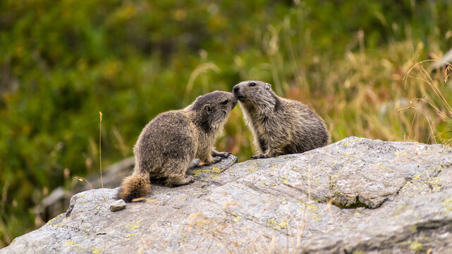 Marmottes Images – Browse 567 Stock Photos, Vectors, and Video | Adobe ...
