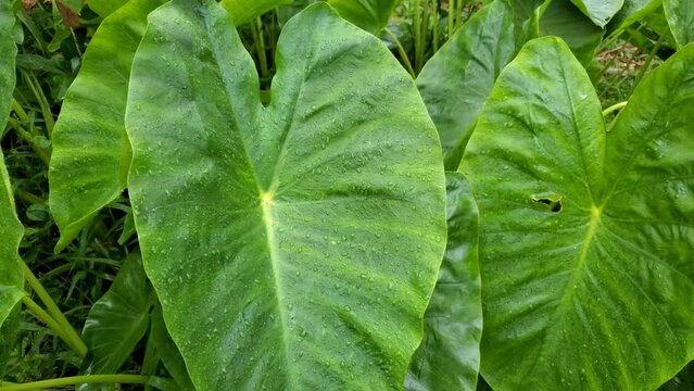 "Taro Leaves" Images – Browse 244 Stock Photos, Vectors, and Video ...
