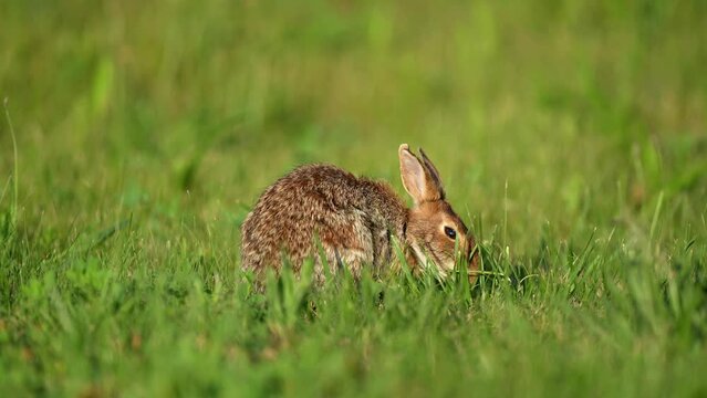 "Eastern Cottontail Rabbit" Images – Browse 1,646 Stock Photos, Vectors ...