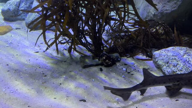 "Pyjama Shark" Images – Browse 17 Stock Photos, Vectors, and Video ...