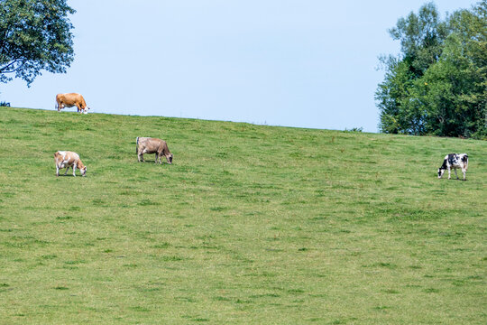 Mucche bilder – Bläddra bland 4,348 stockfoton, vektorer och videor ...