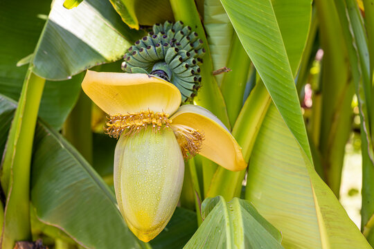 Bananne Images – Browse 45 Stock Photos, Vectors, and Video | Adobe Stock