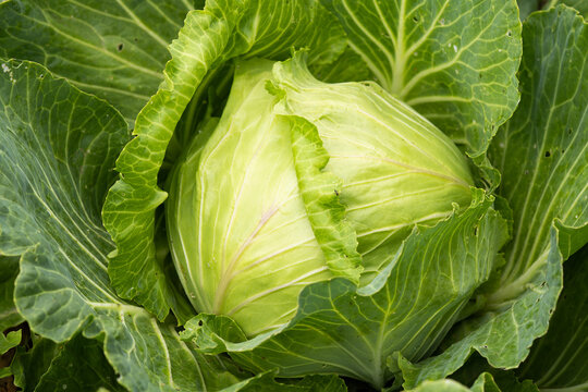 Kail bilder – Bläddra bland 1,886 stockfoton, vektorer och videor ...