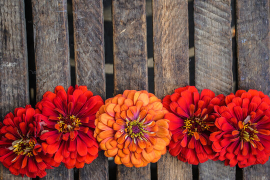 Pseudanthium Images – Browse 654,691 Stock Photos, Vectors, and Video ...