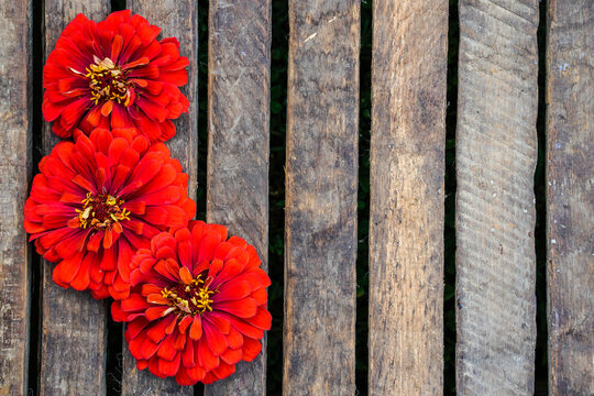 Pseudanthium Images – Browse 654,691 Stock Photos, Vectors, and Video ...