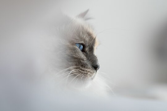 Birmanes Bilder – Durchsuchen 5,587 Archivfotos, Vektorgrafiken und ...