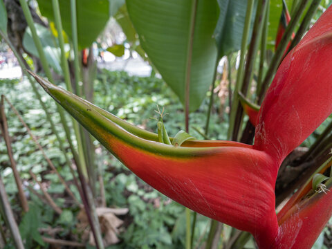 Palulu bilder – Bläddra bland 94 stockfoton, vektorer och videor ...