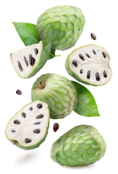 Cherimolier Images – Parcourir 3,555 le catalogue de photos, vecteurs ...