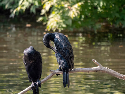 รูปภาพNeornithes – เลือกดูภาพถ่ายสต็อก เวกเตอร์ และวิดีโอ2,206 | Adobe ...