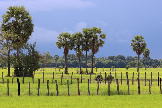 "Tala Palm" Images – Browse 9,886 Stock Photos, Vectors, and Video ...