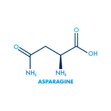 รูปภาพAsparagin – เลือกดูภาพถ่ายสต็อก เวกเตอร์ และวิดีโอ1,490 | Adobe Stock