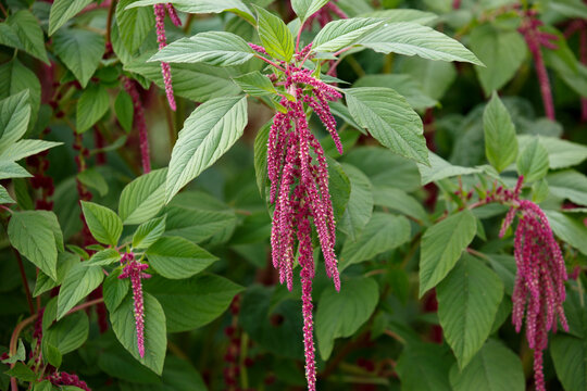 Love-Lies-Bleeding Images – Browse 1,728 Stock Photos, Vectors, and ...